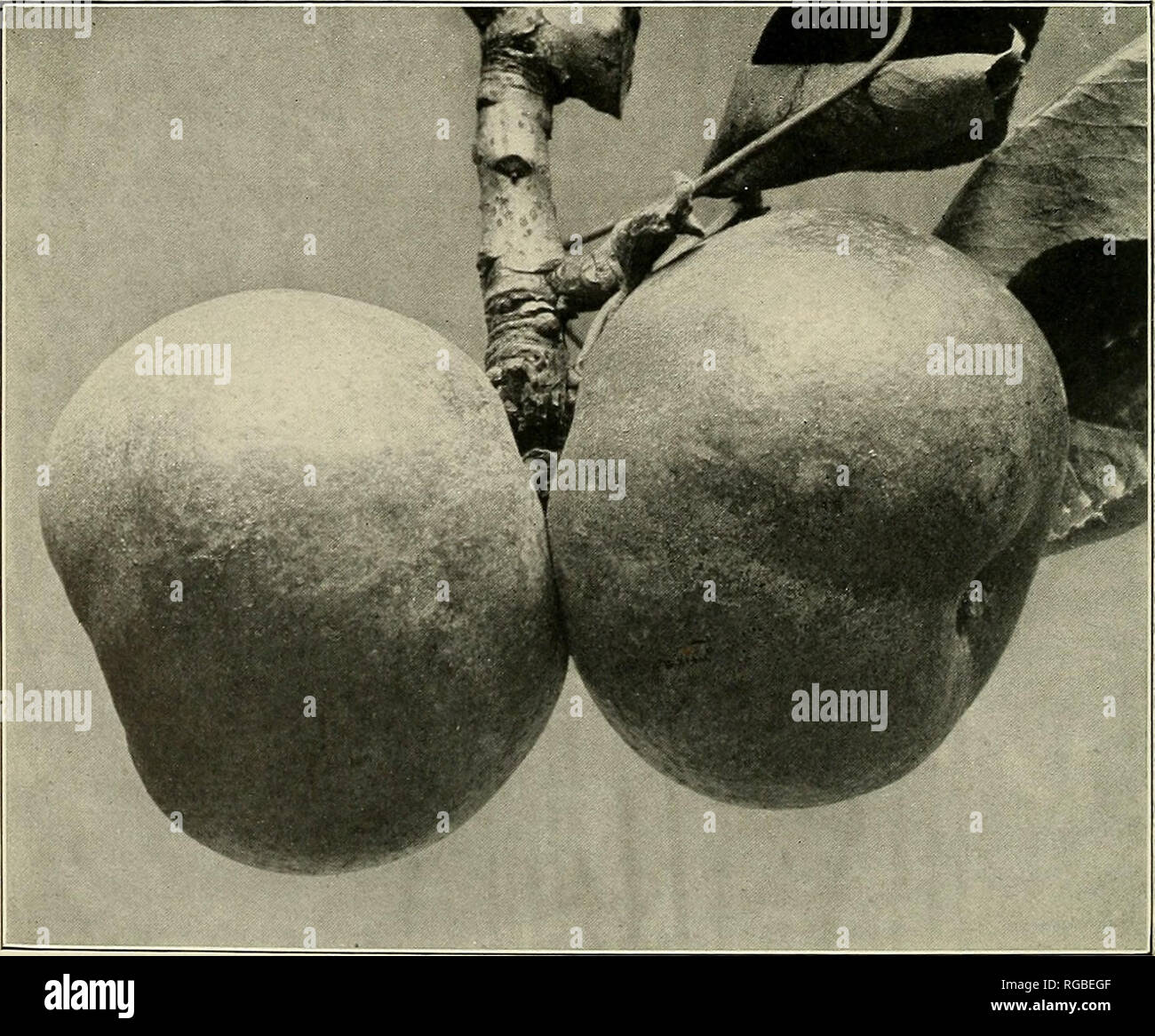 Thrips in tomato hi-res stock photography and images - Alamy