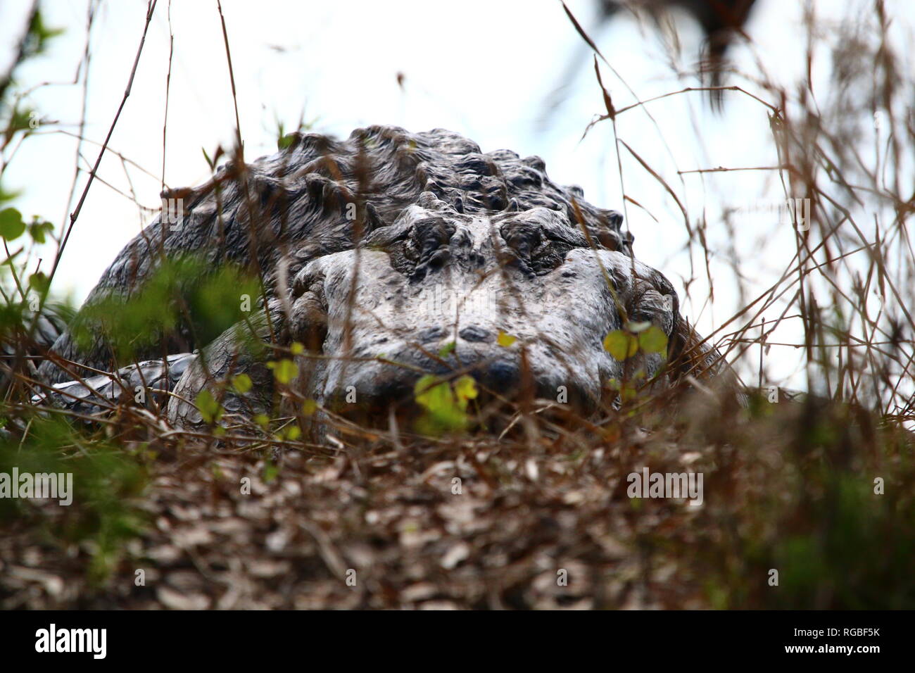 Alligator watching you Stock Photo - Alamy