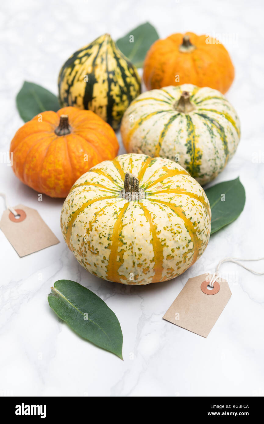 Mini White Pumpkins High Resolution Stock Photography and Images - Alamy