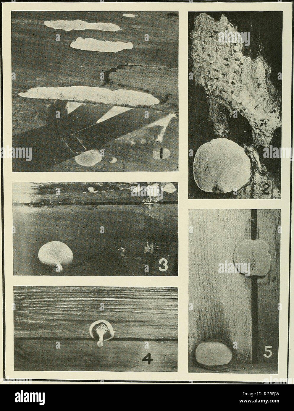 Serialis hi-res stock photography and images - Alamy