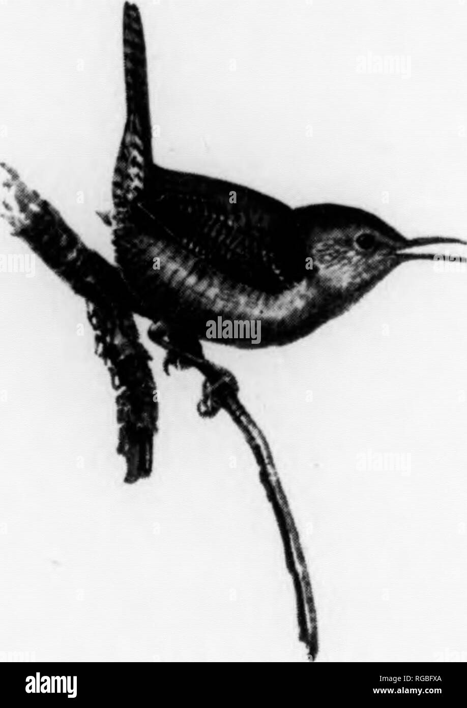 Woodpecker titmice hi-res stock photography and images - Alamy