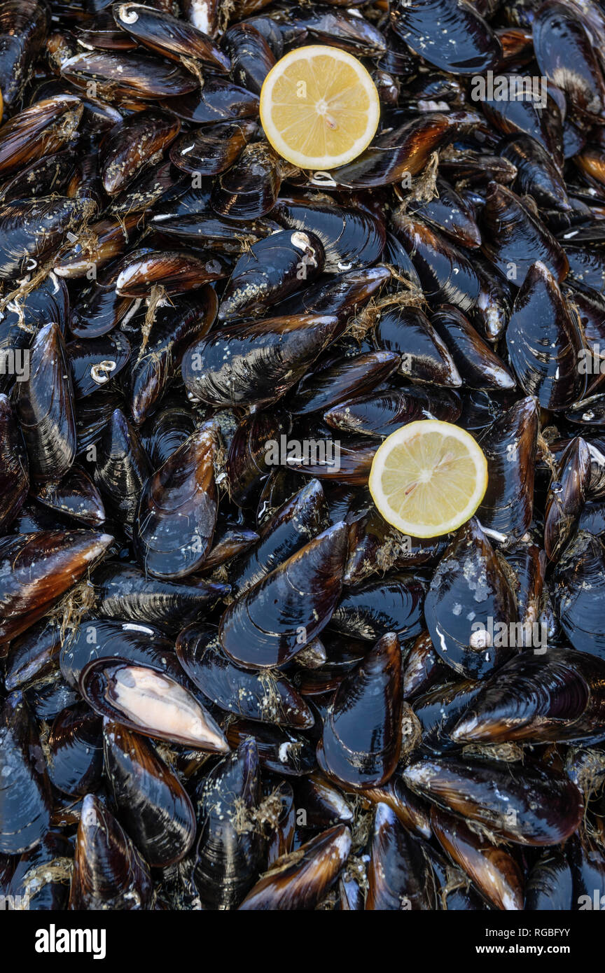 Close up fresh mussels on hi-res stock photography and images - Alamy