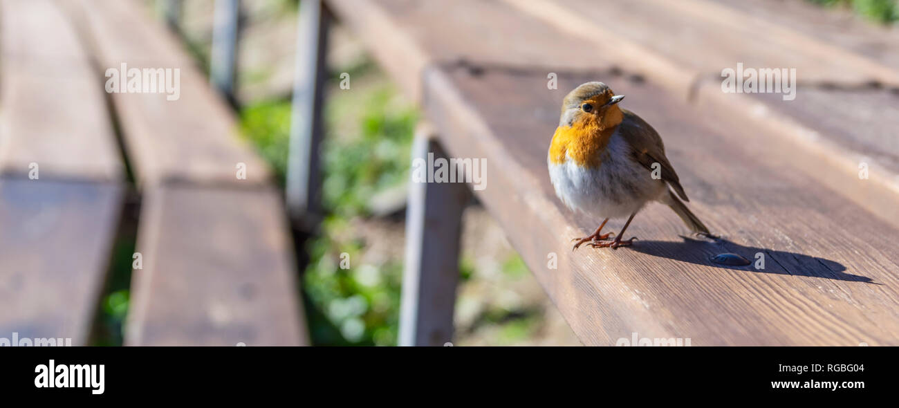 Robin sitting on wooden bench in amphitheater Stock Photo - Alamy