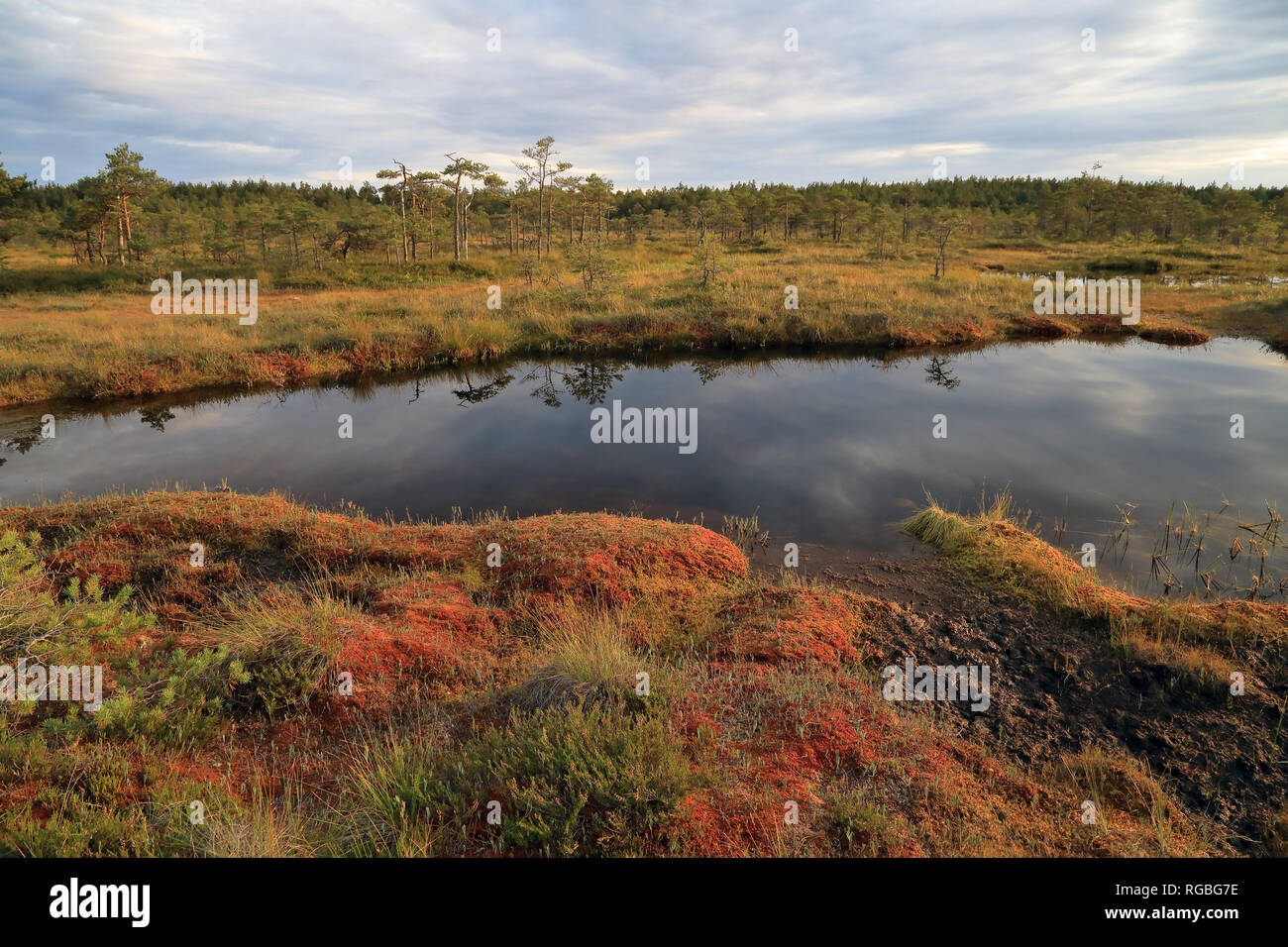 Swamp wetlands hi-res stock photography and images - Alamy