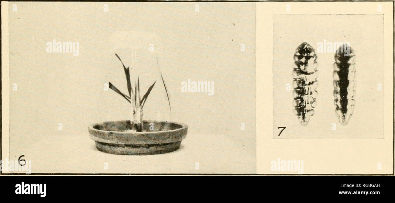 . Bulletin of the U.S. Department of Agriculture. Agriculture. The ...