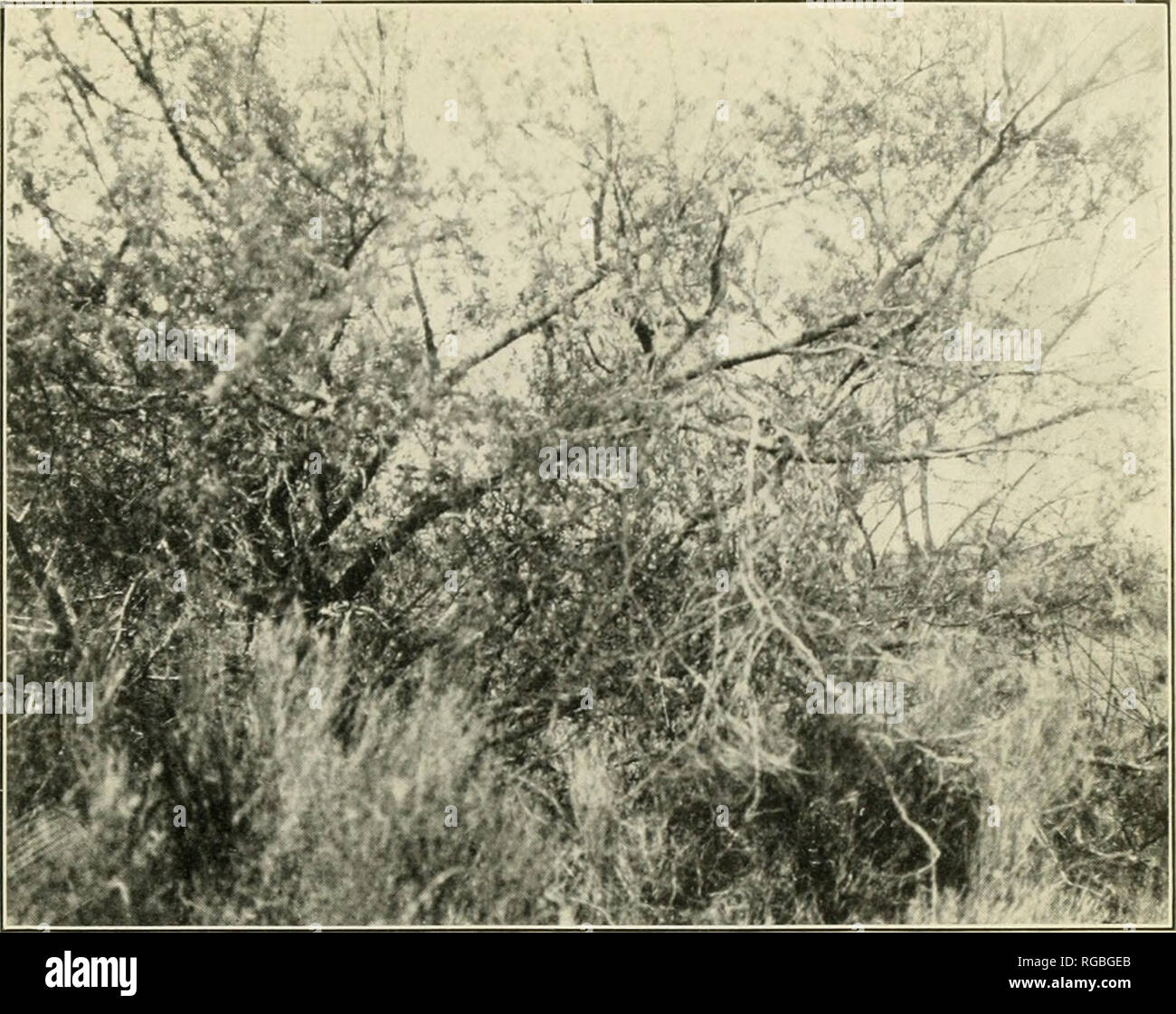 Huisache tree hi-res stock photography and images - Alamy