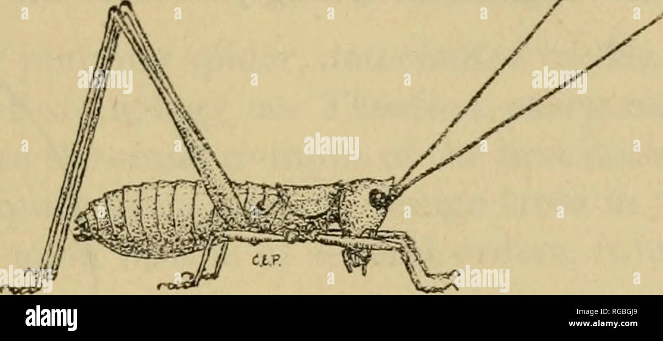 Katydids of california hi-res stock photography and images - Alamy