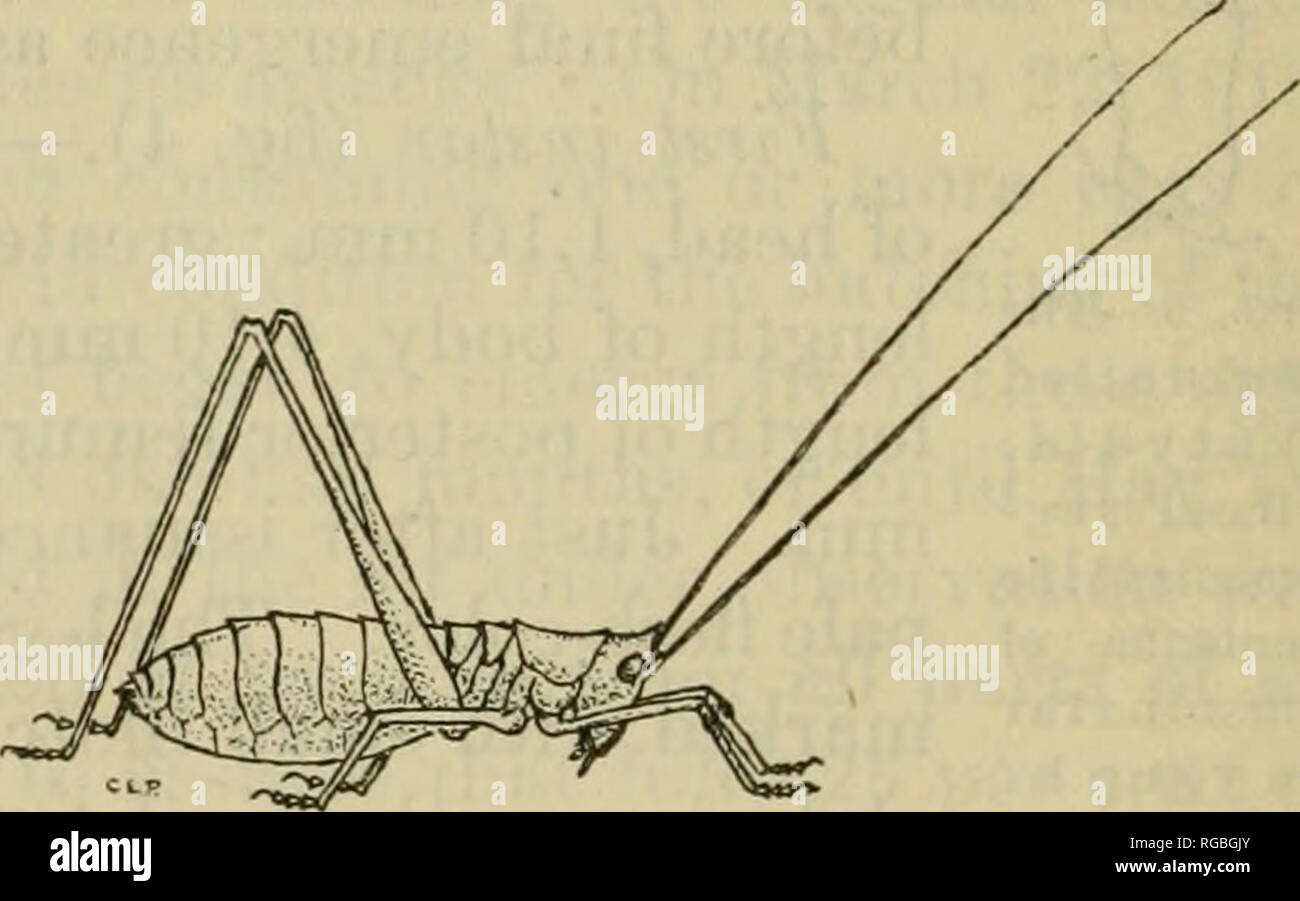 Fork tailed katydid hi-res stock photography and images - Alamy