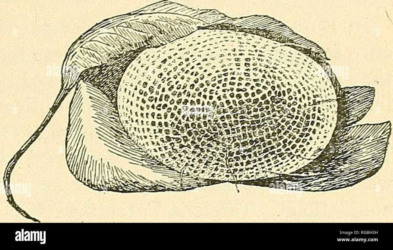 Rounded cocoon hi-res stock photography and images - Alamy