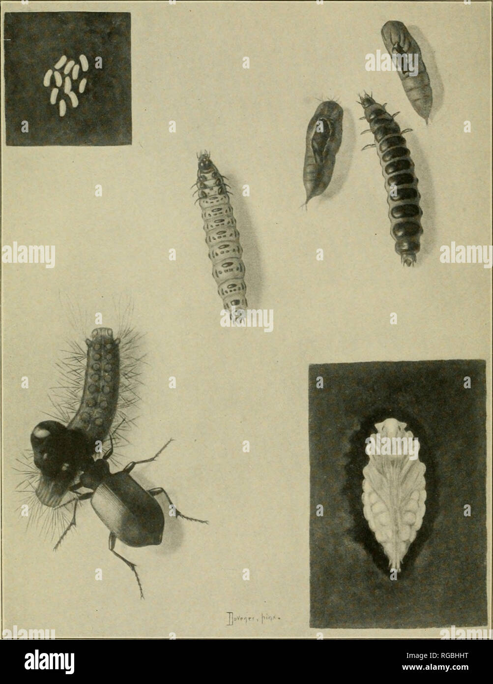 Caterpillar ventral view hi-res stock photography and images - Alamy
