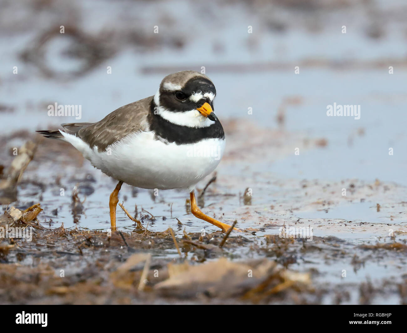 Common Ringed Plover Stock Photo - Alamy