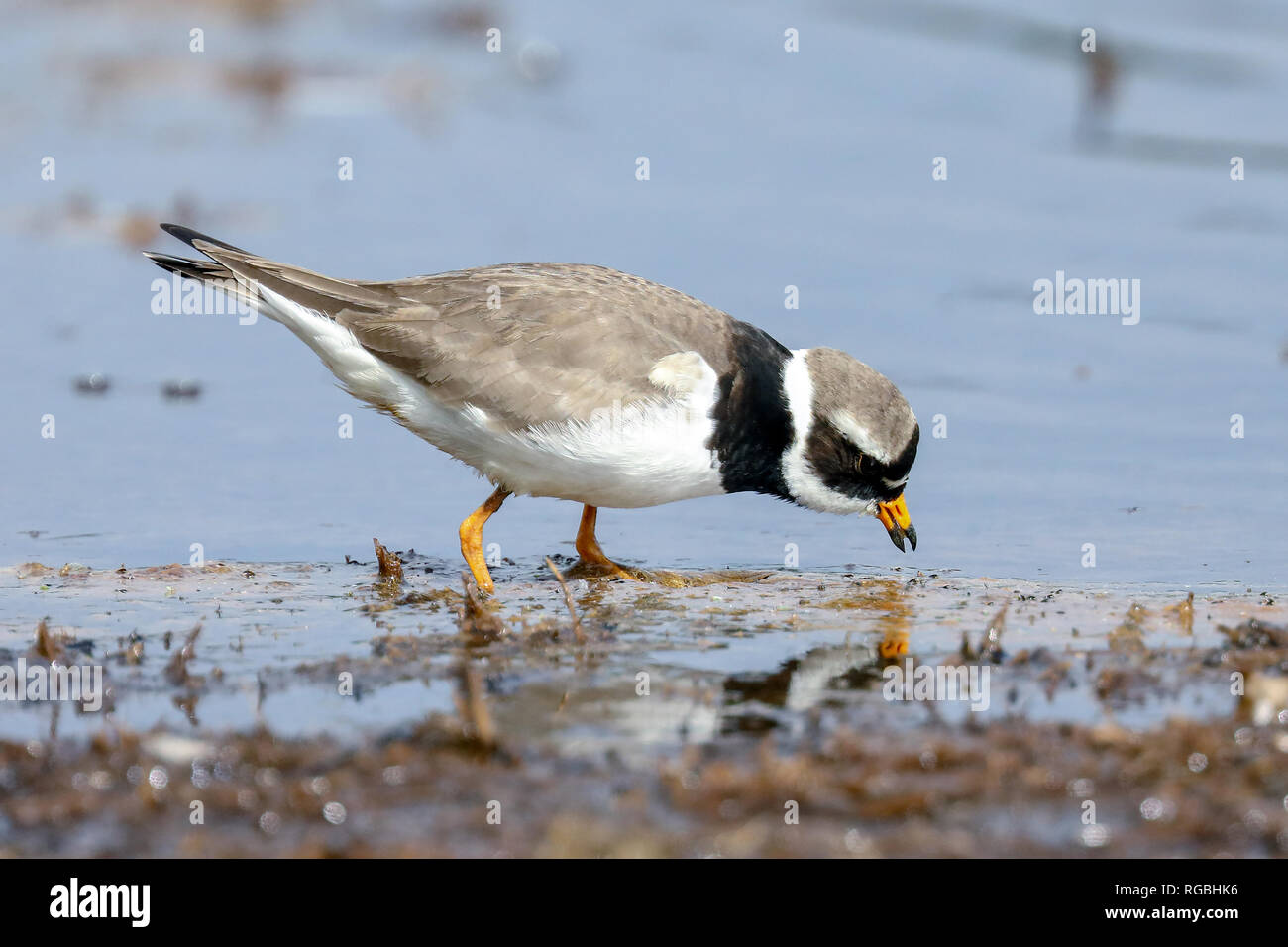 Common Ringed Plover Stock Photo - Alamy
