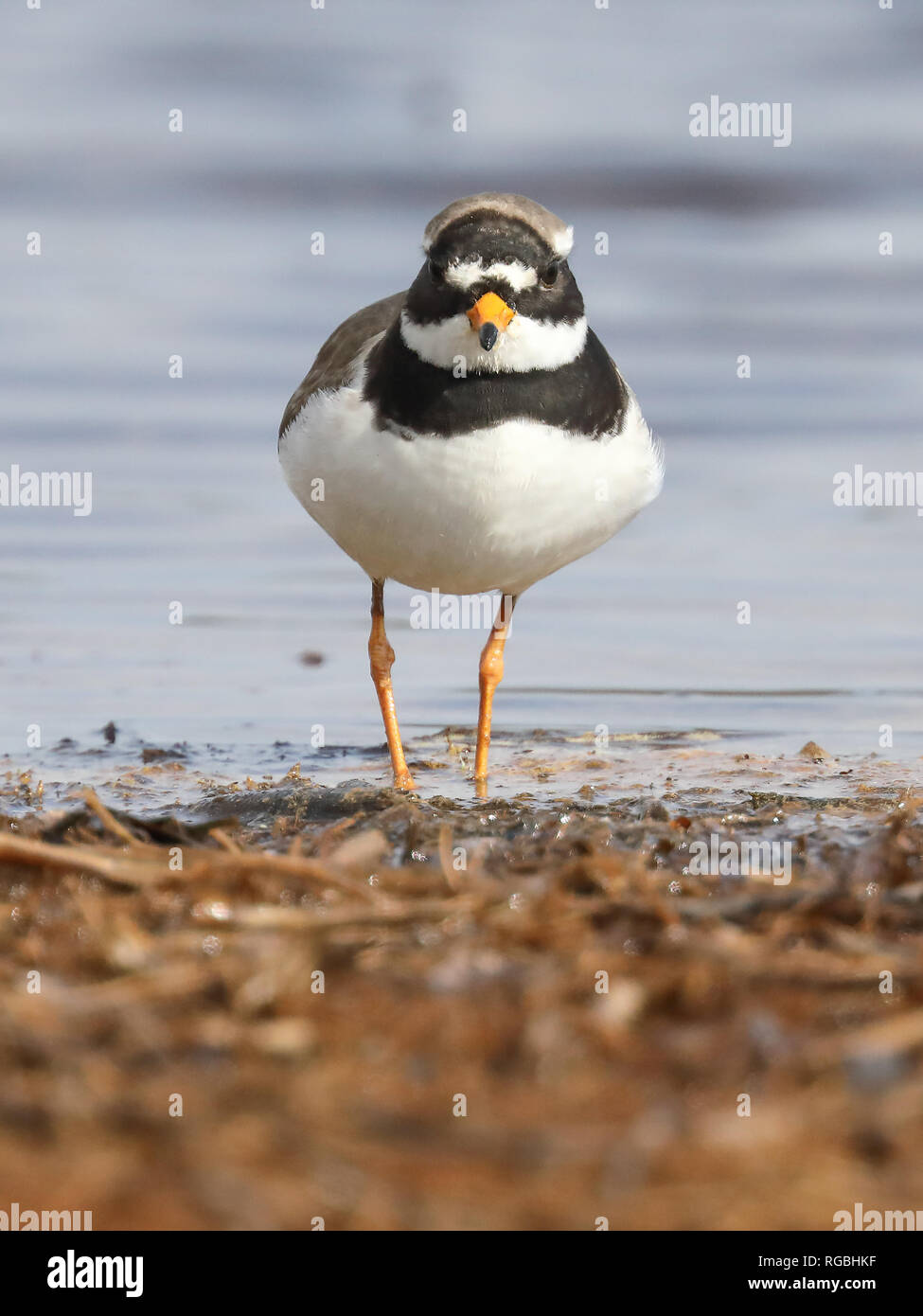Common Ringed Plover Stock Photo - Alamy
