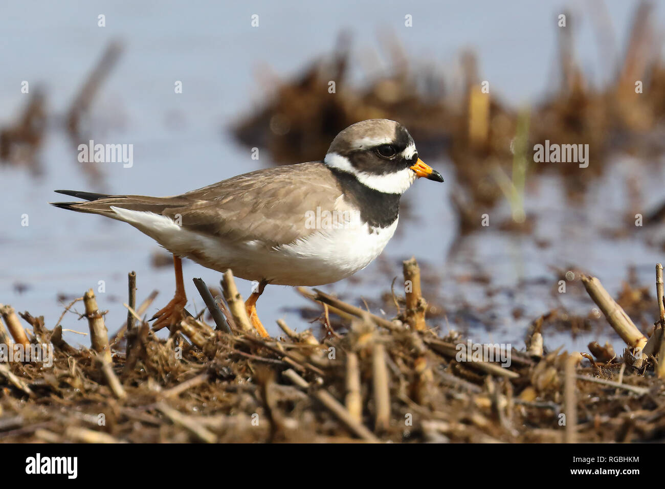 Common Ringed Plover Stock Photo - Alamy