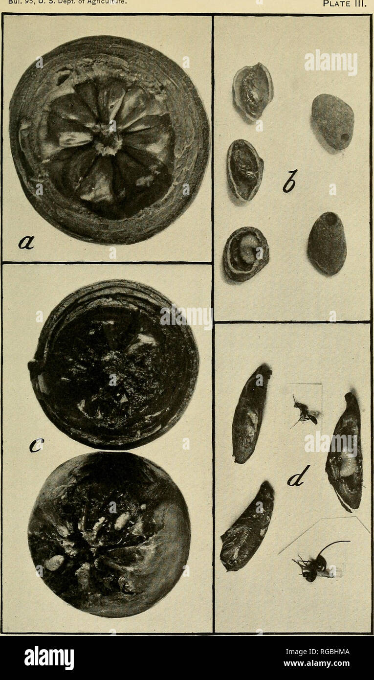 Pine Seed Cross Section
