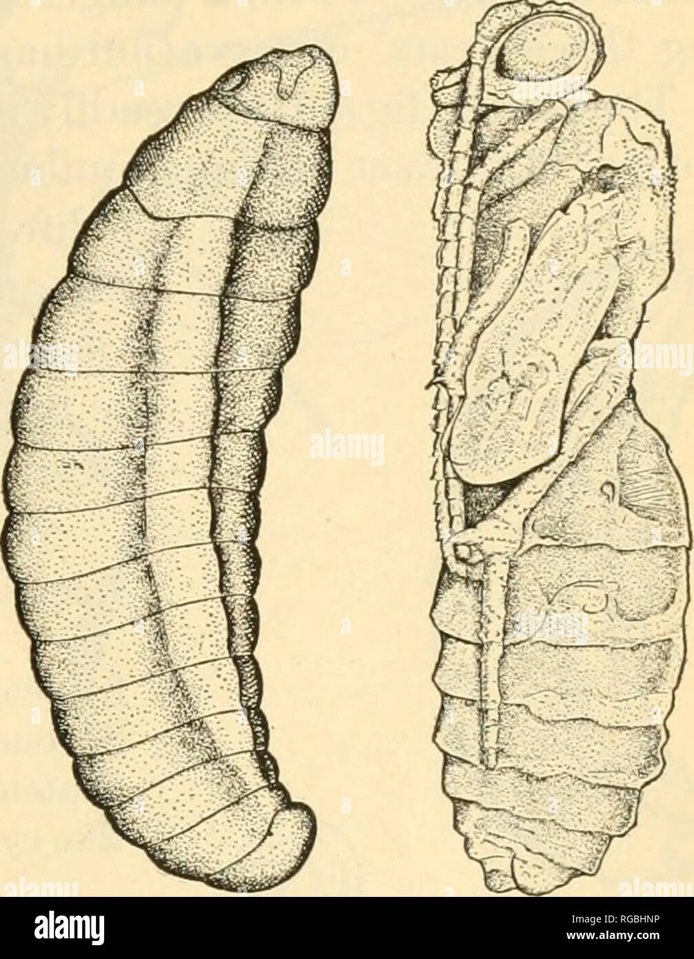 Potato tuber moth larvae hi-res stock photography and images - Alamy