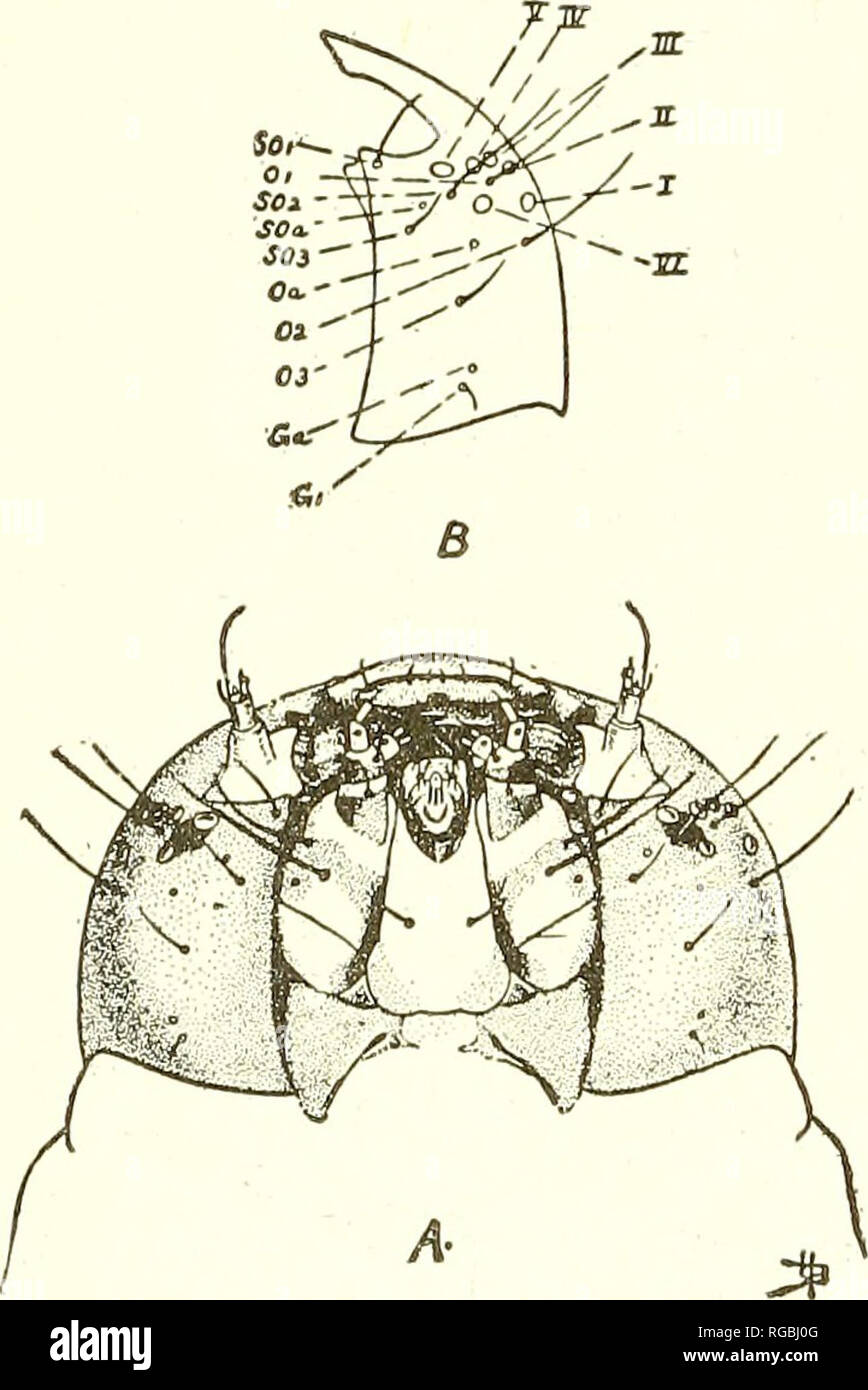 Tooth projections hi-res stock photography and images - Alamy
