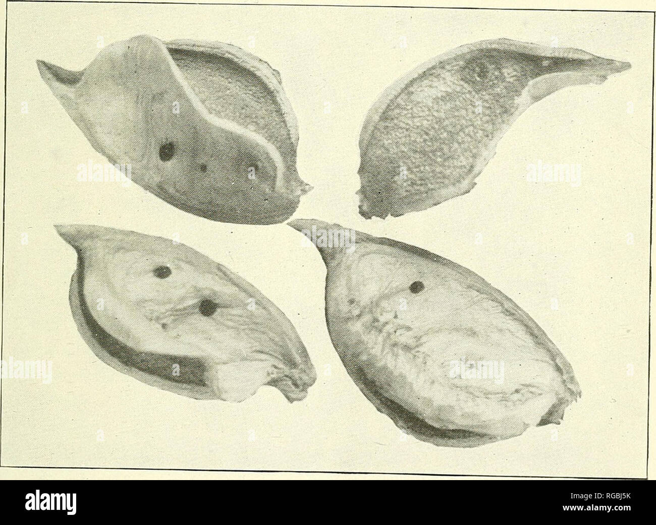 Pink bollworm larva hi-res stock photography and images - Alamy