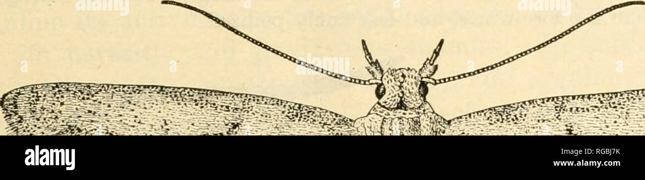 Awl head hi-res stock photography and images - Alamy