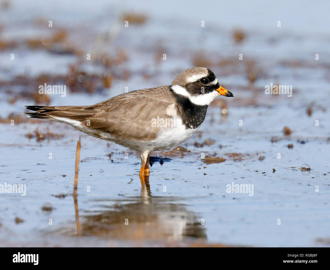 Common Ringed Plover Stock Photo - Alamy