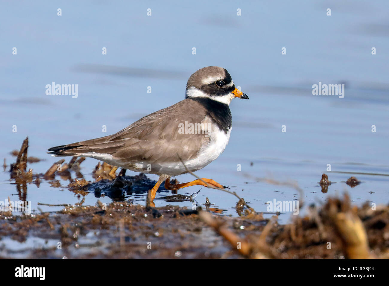 Common Ringed Plover Stock Photo - Alamy
