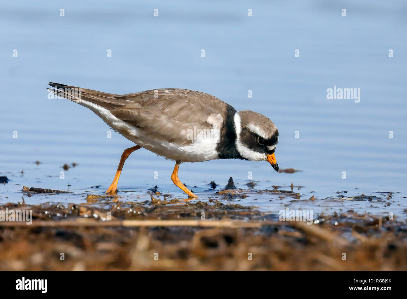 Common Ringed Plover Stock Photo - Alamy