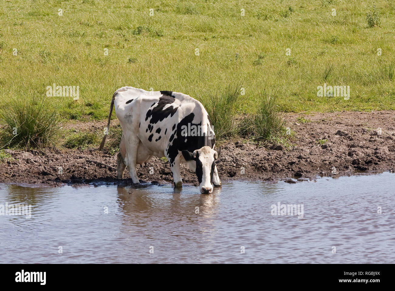 Cow, Black Colourful lowland cattle (Bos primigenius taurus), Jutland ...