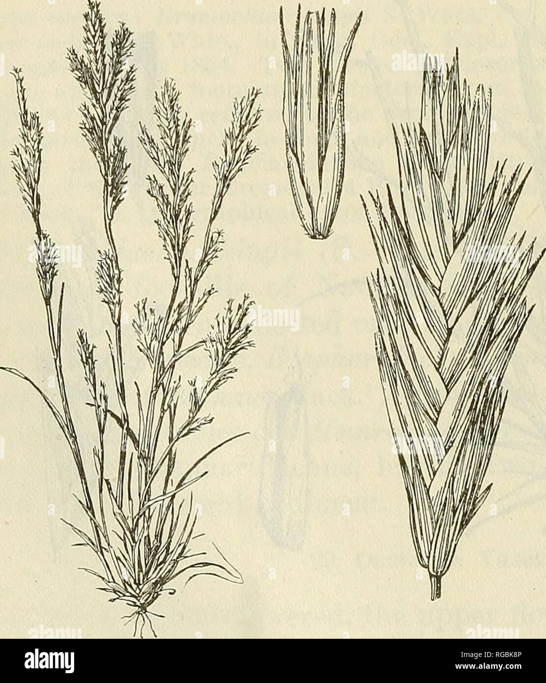 Cespitose plant hi-res stock photography and images - Alamy