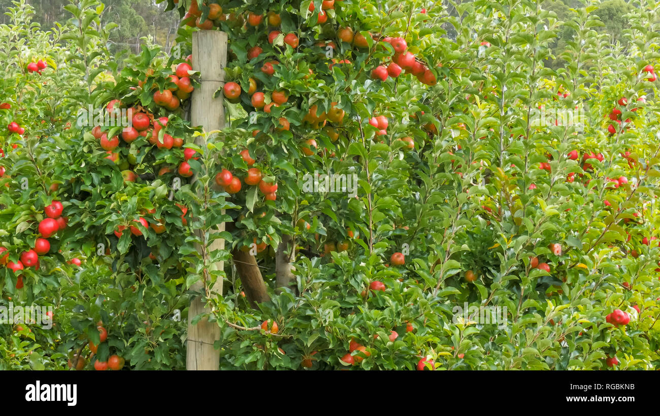 Espalier tree australia hi-res stock photography and images - Alamy
