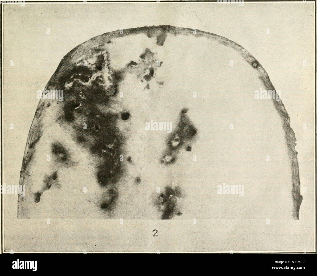 Fruit fly maggots hi-res stock photography and images - Alamy