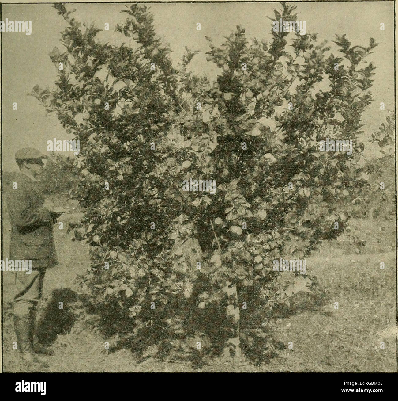 Cut off tree limb hi-res stock photography and images - Alamy