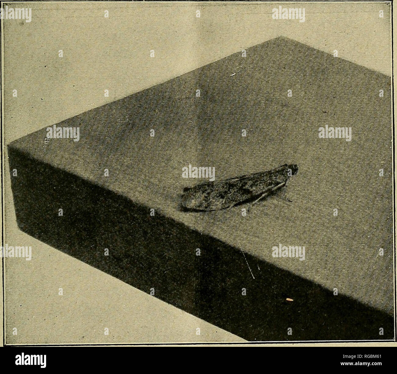 Miller moths hi-res stock photography and images - Alamy