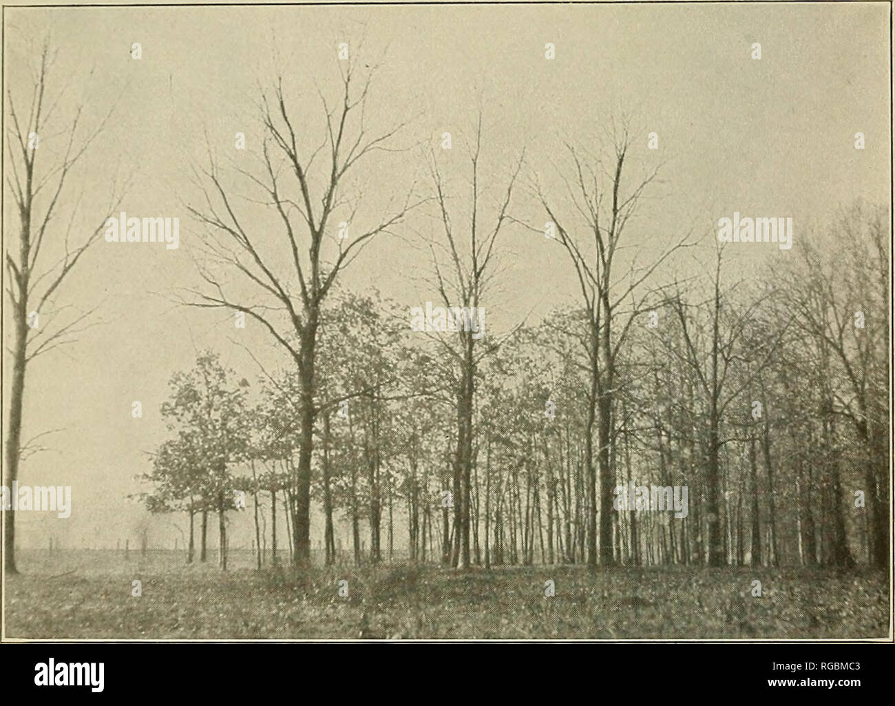 Black walnut grove indiana hi-res stock photography and images - Alamy