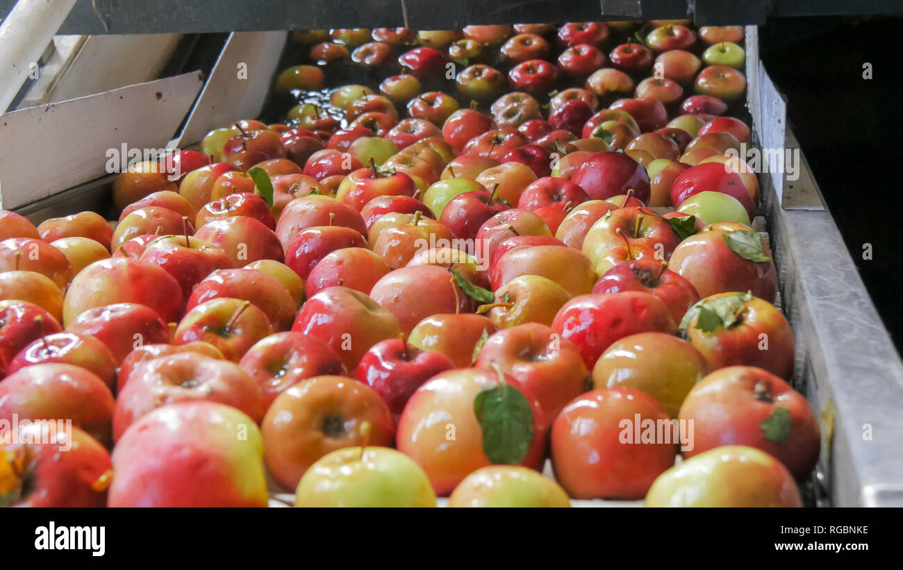 close up of freshly picked red fiji apples being washed and traveling ...
