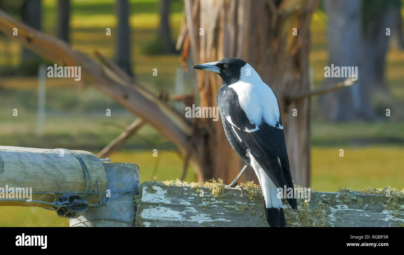 close up of the common australian magpie sitting on an old farm fence ...
