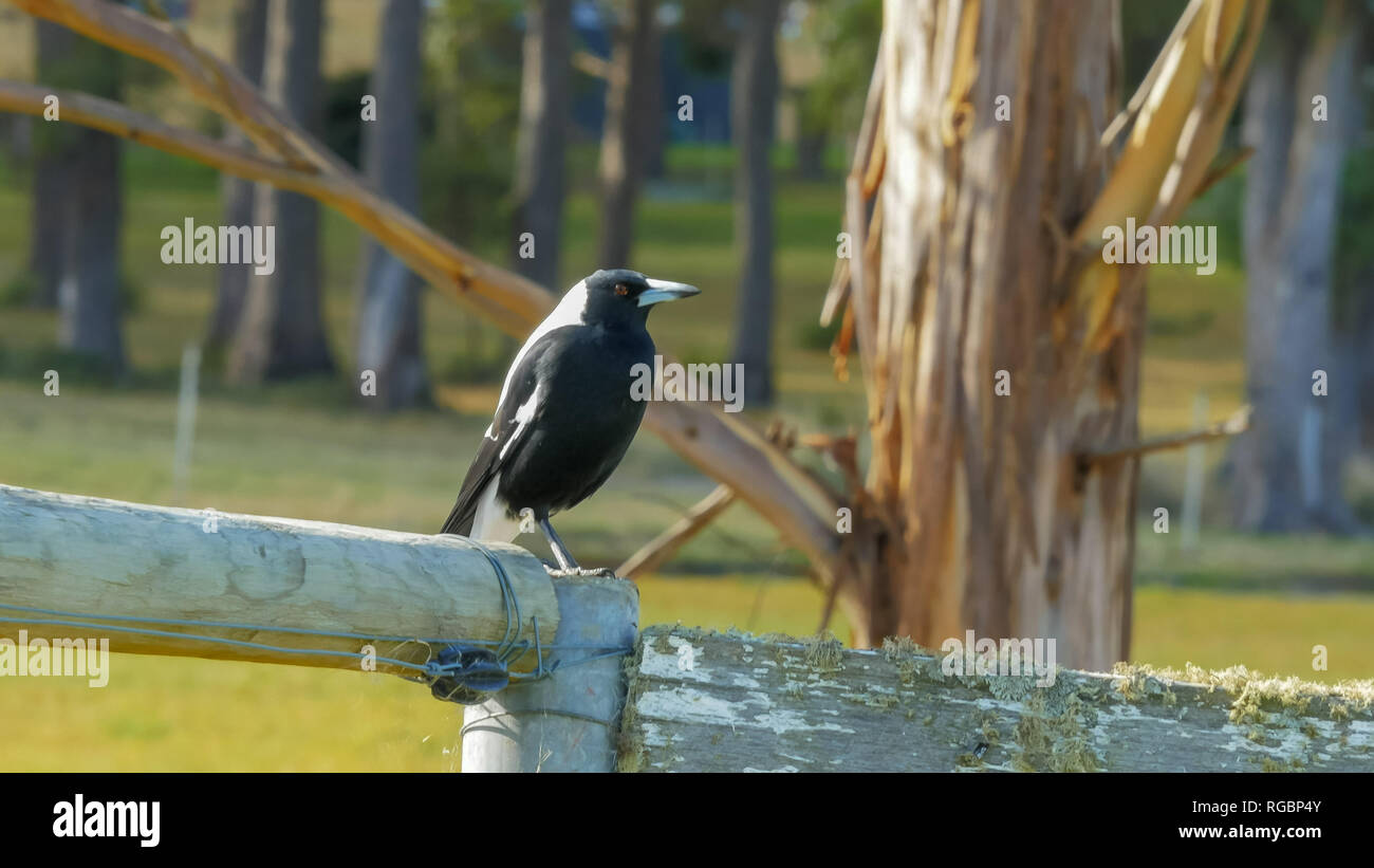 common black and white australian magpie sitting on an old farm fence ...