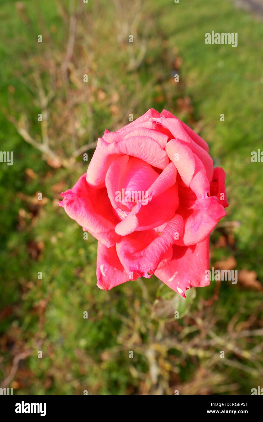 Bloomed pink flower hi-res stock photography and images - Alamy