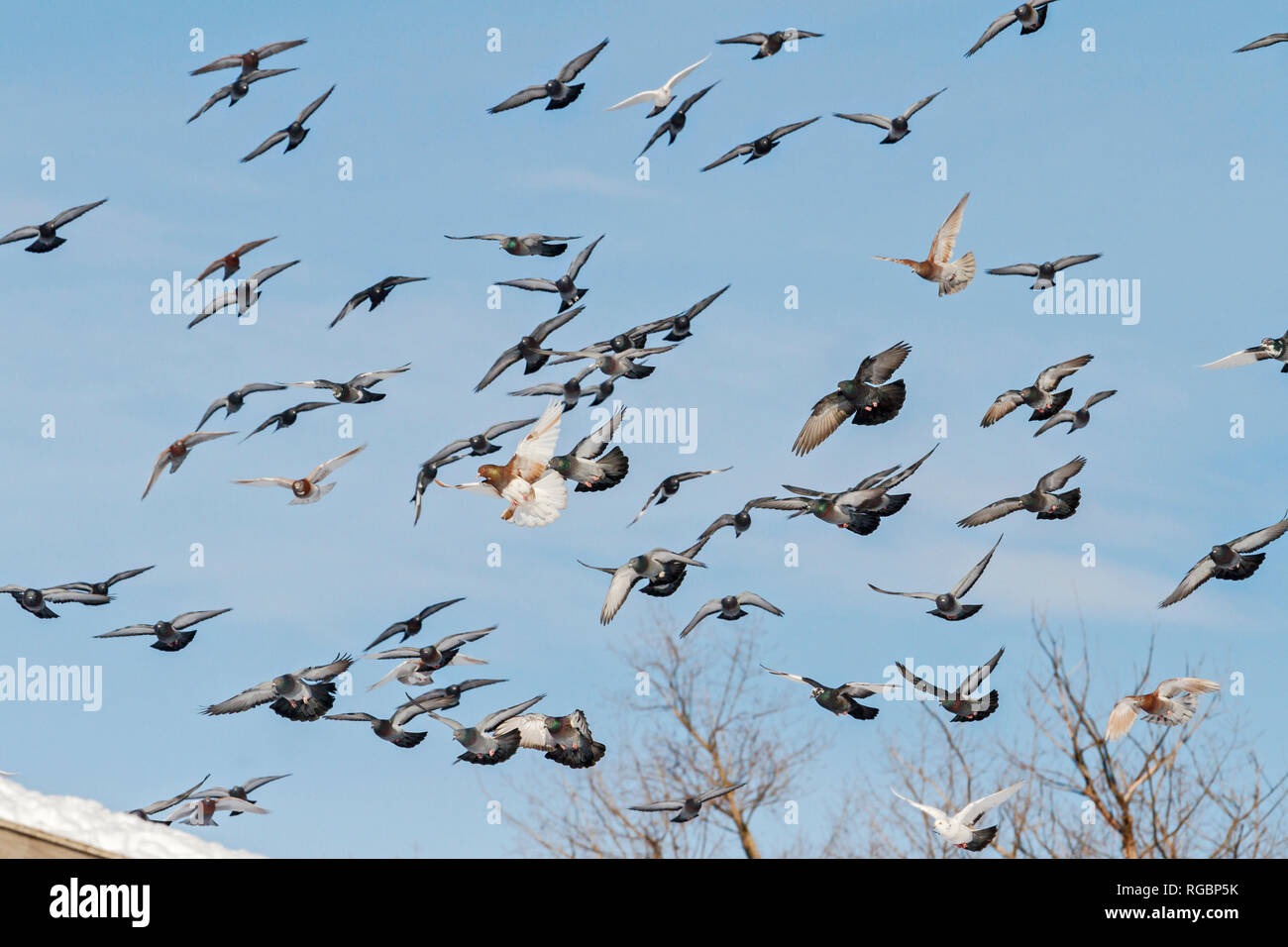 Flock wallpaper hi-res stock photography and images - Alamy