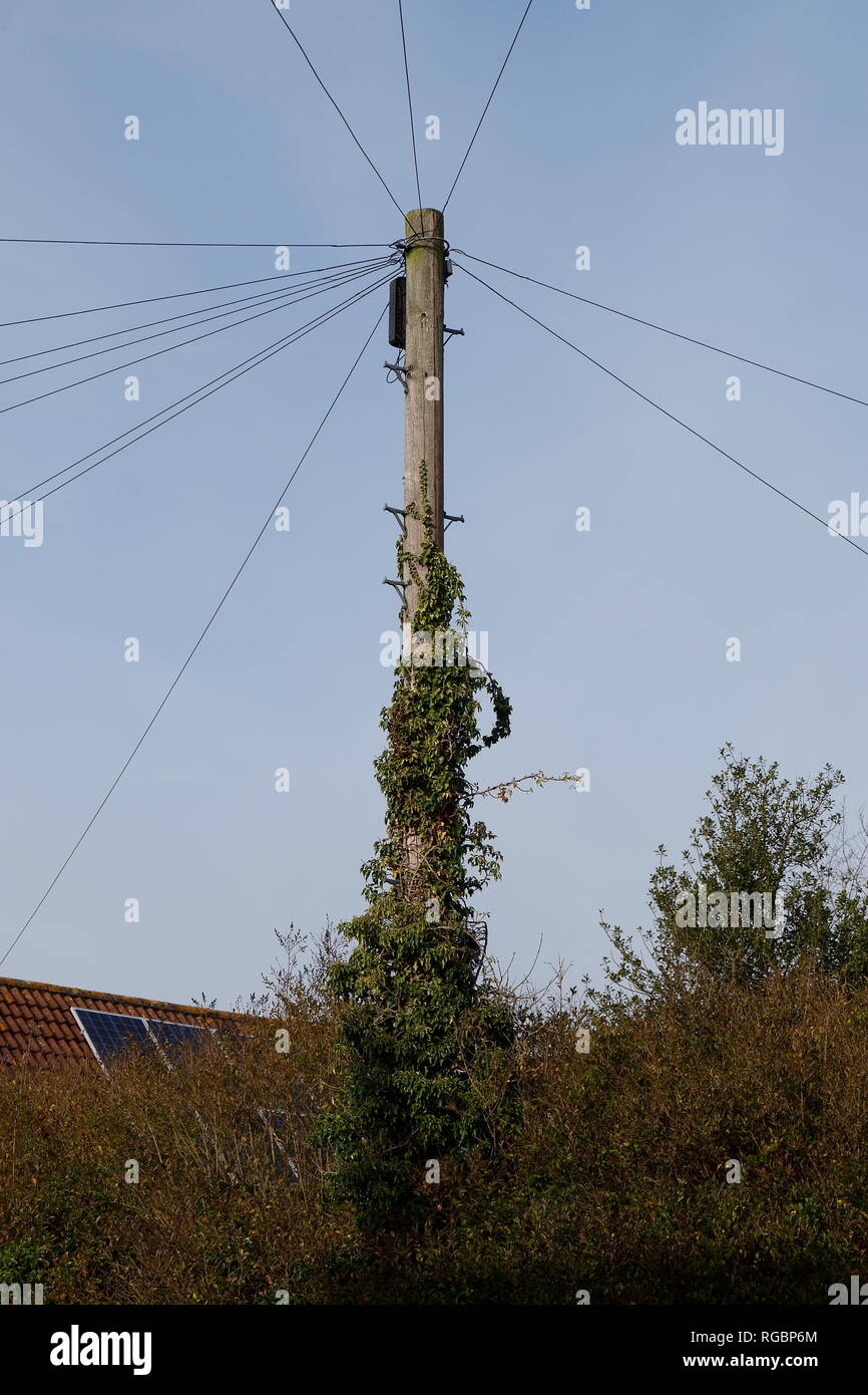 Telephone pole covered in greenery Stock Photo - Alamy