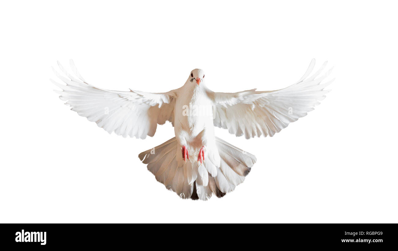 White Dove Wings