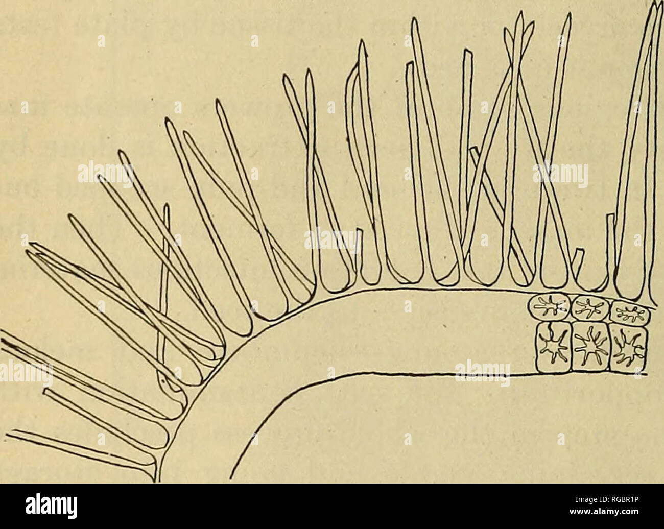 Cellulose fermentation hi-res stock photography and images - Alamy