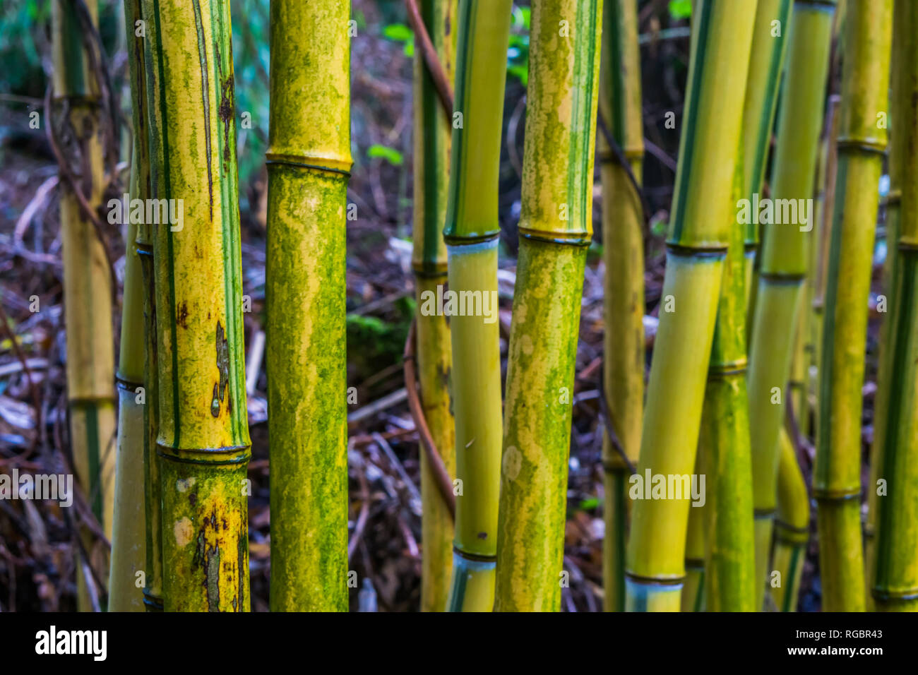 Bamboo trunks hi-res stock photography and images - Alamy