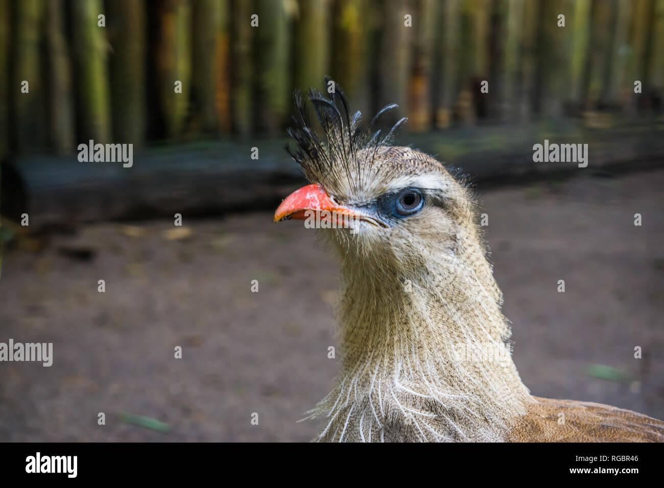 beautiful crested cariama face in closeup, tropical bird from the ...