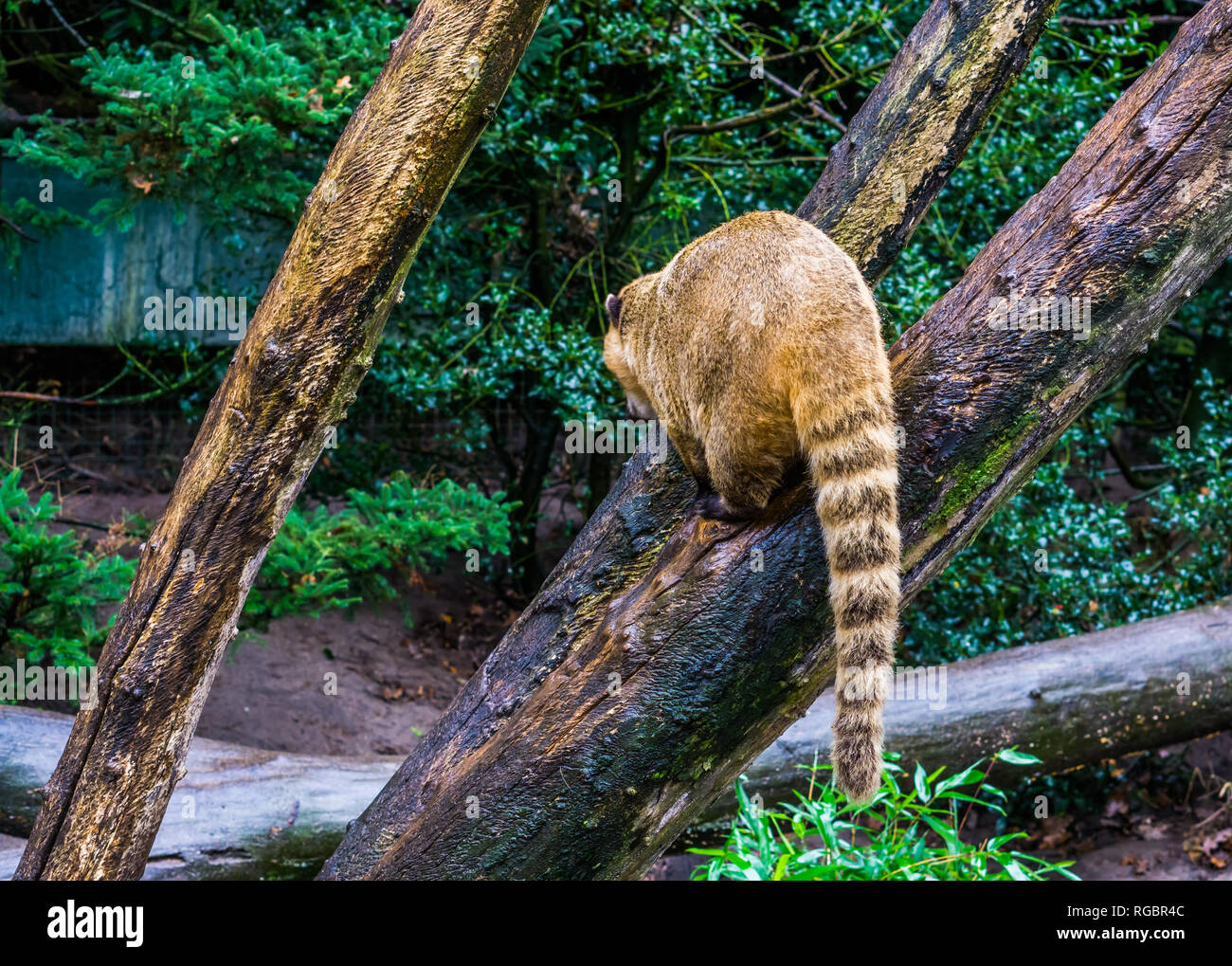 the behind of a ring tailed coati, a tropical raccoon from the lowlands ...