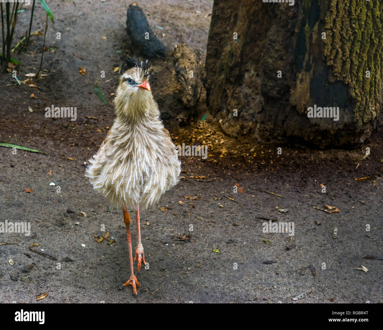red legged seriema walking in the sand, a tropical bird from the amazon ...