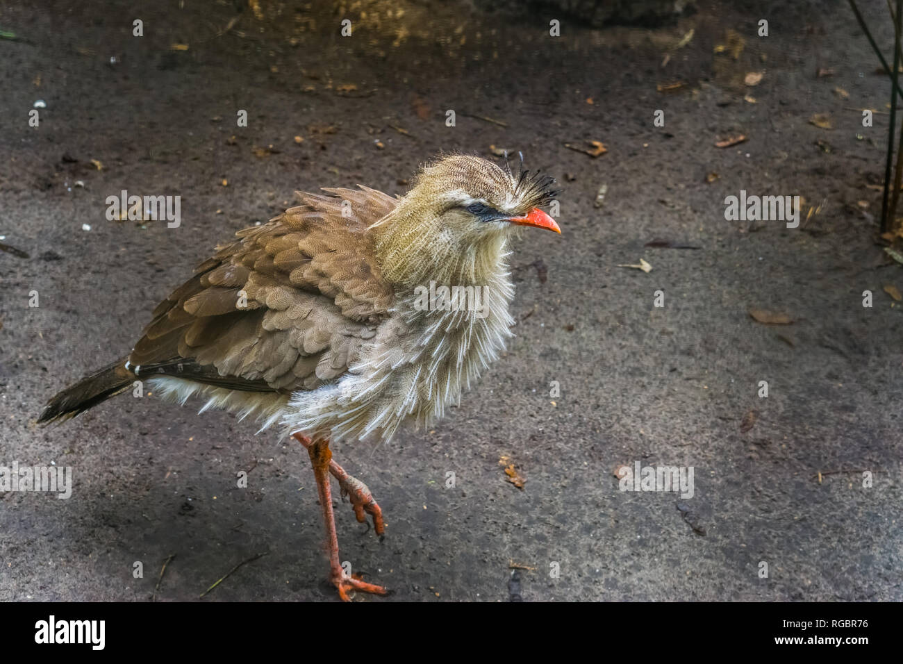 portrait of a red legged seriema standing in the sand, a tropical bird ...