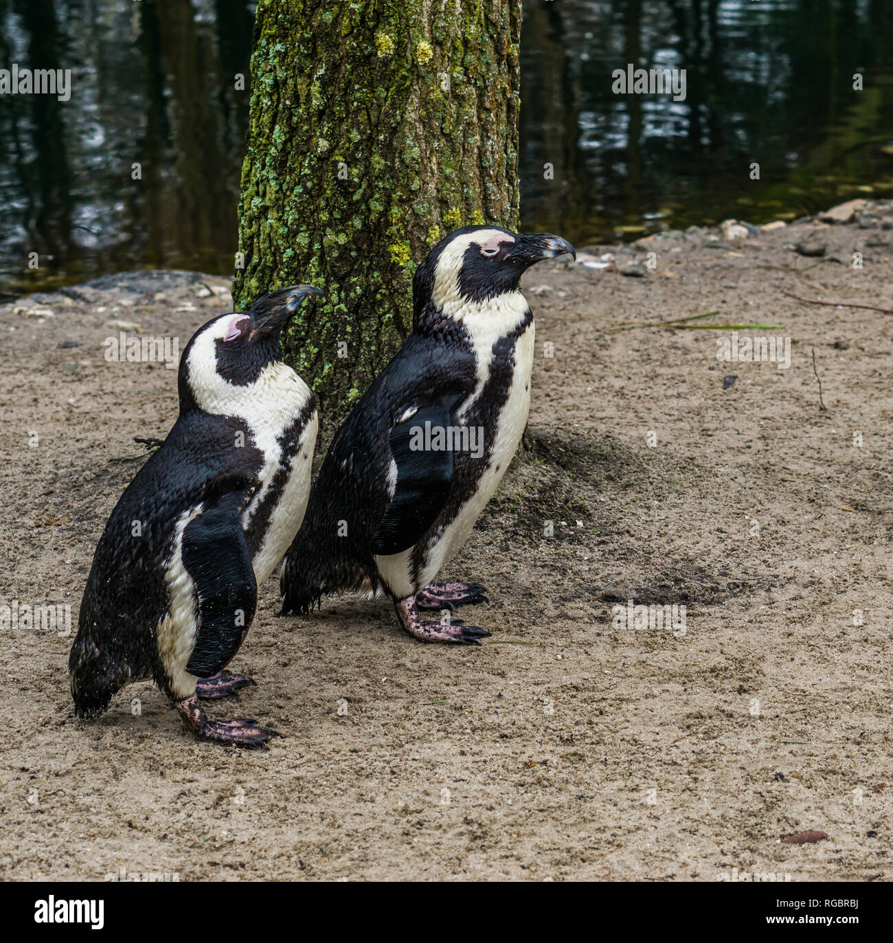Zoo animal social interaction hi-res stock photography and images - Alamy