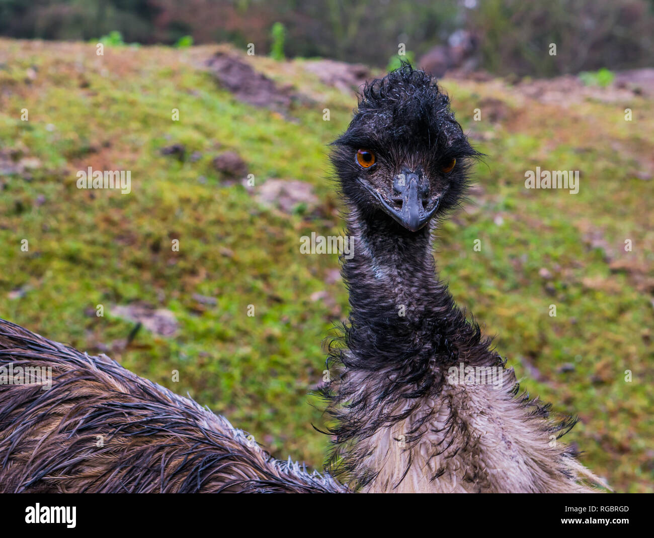 Face of a emu in closeup, Elegant and funny looking bird from Australia ...