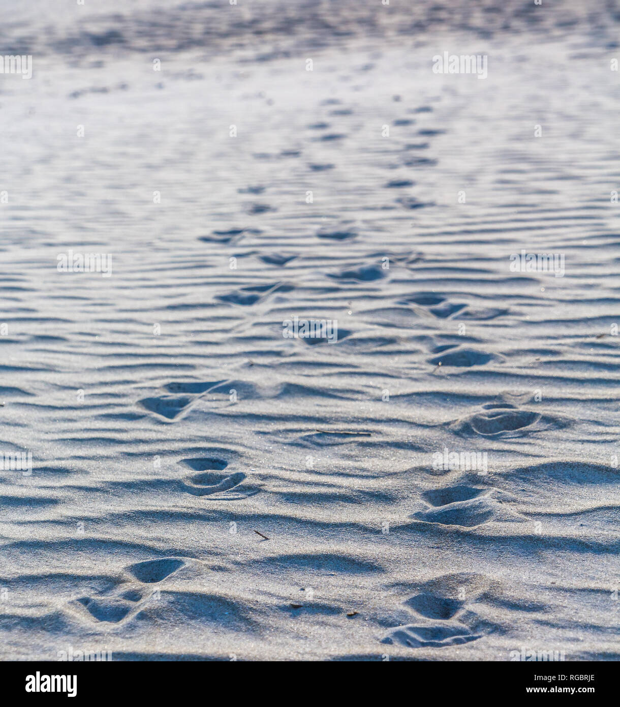 Footprints going into the distance on an empty beach Stock Photo - Alamy