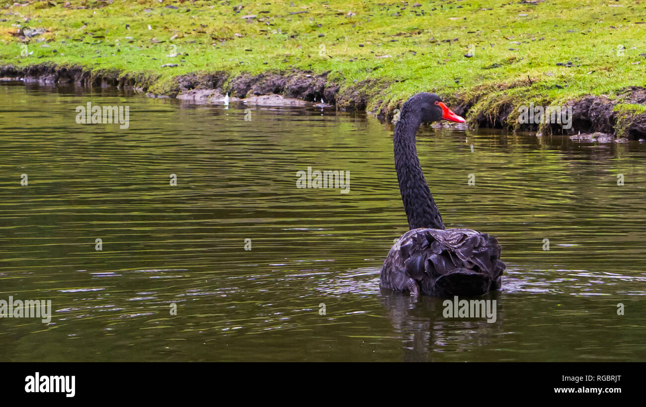 beautiful black swan from behind, floating in the water, Elegant ...